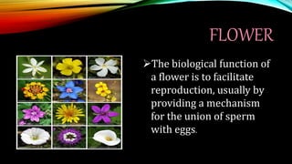 Flower ppt | PPTX