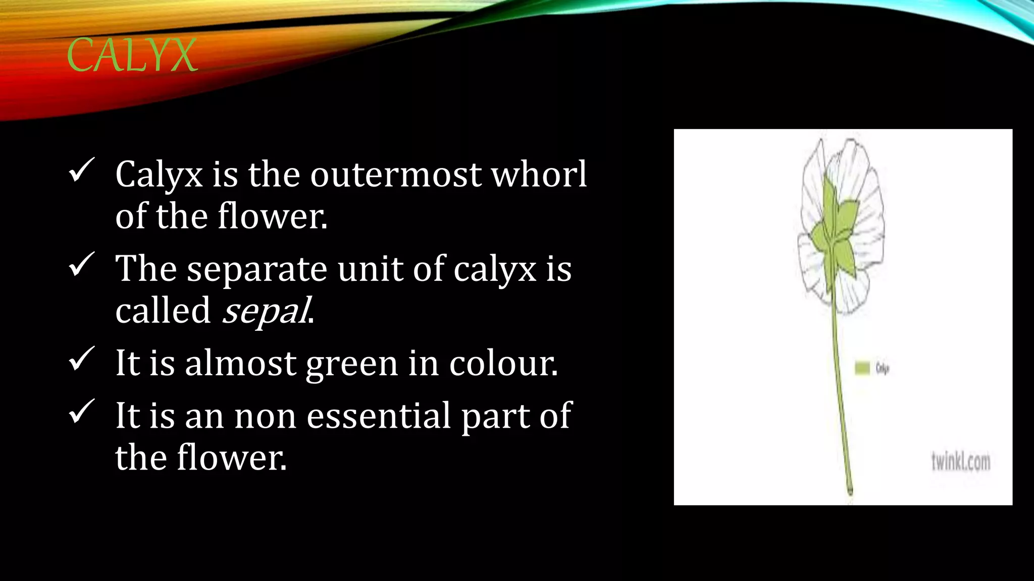 Flower ppt | PPT