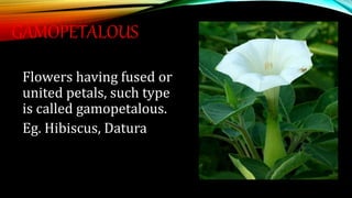 Flower ppt | PPTX