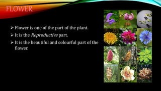 Flower ppt | PPT