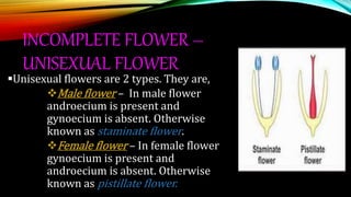 Flower ppt | PPT