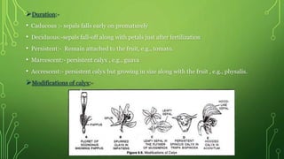 Basic concept on flower | PPT