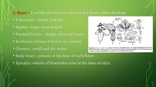 Basic concept on flower | PPT