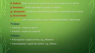 Basic concept on flower | PPTX