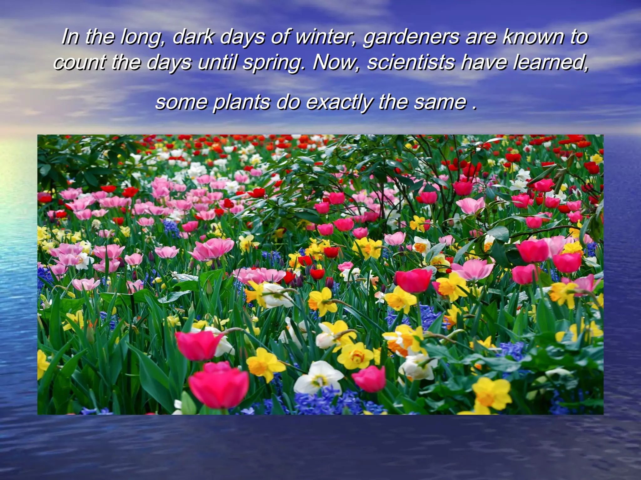 Flower presentations | PPT