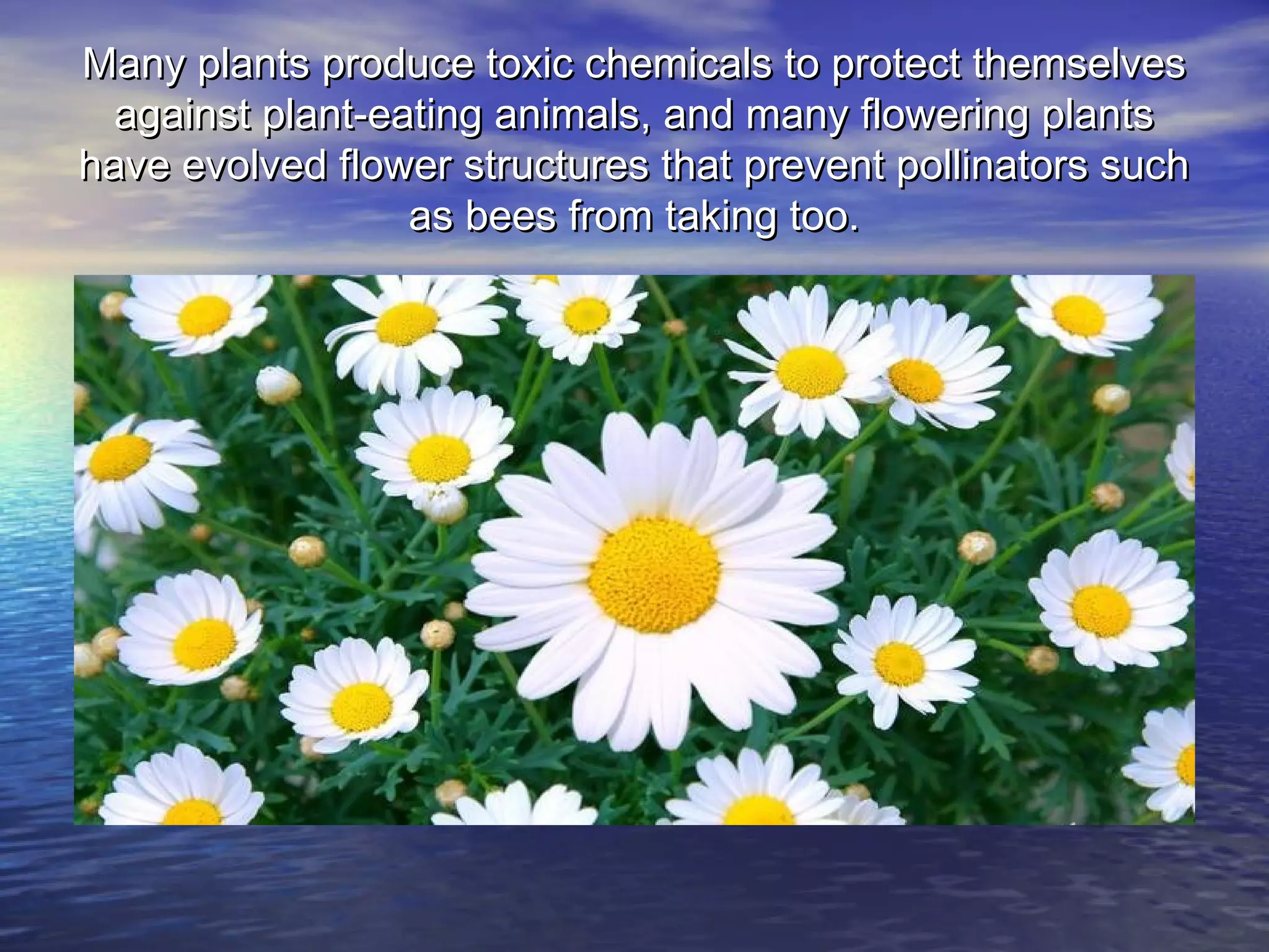 Flower presentations | PPT