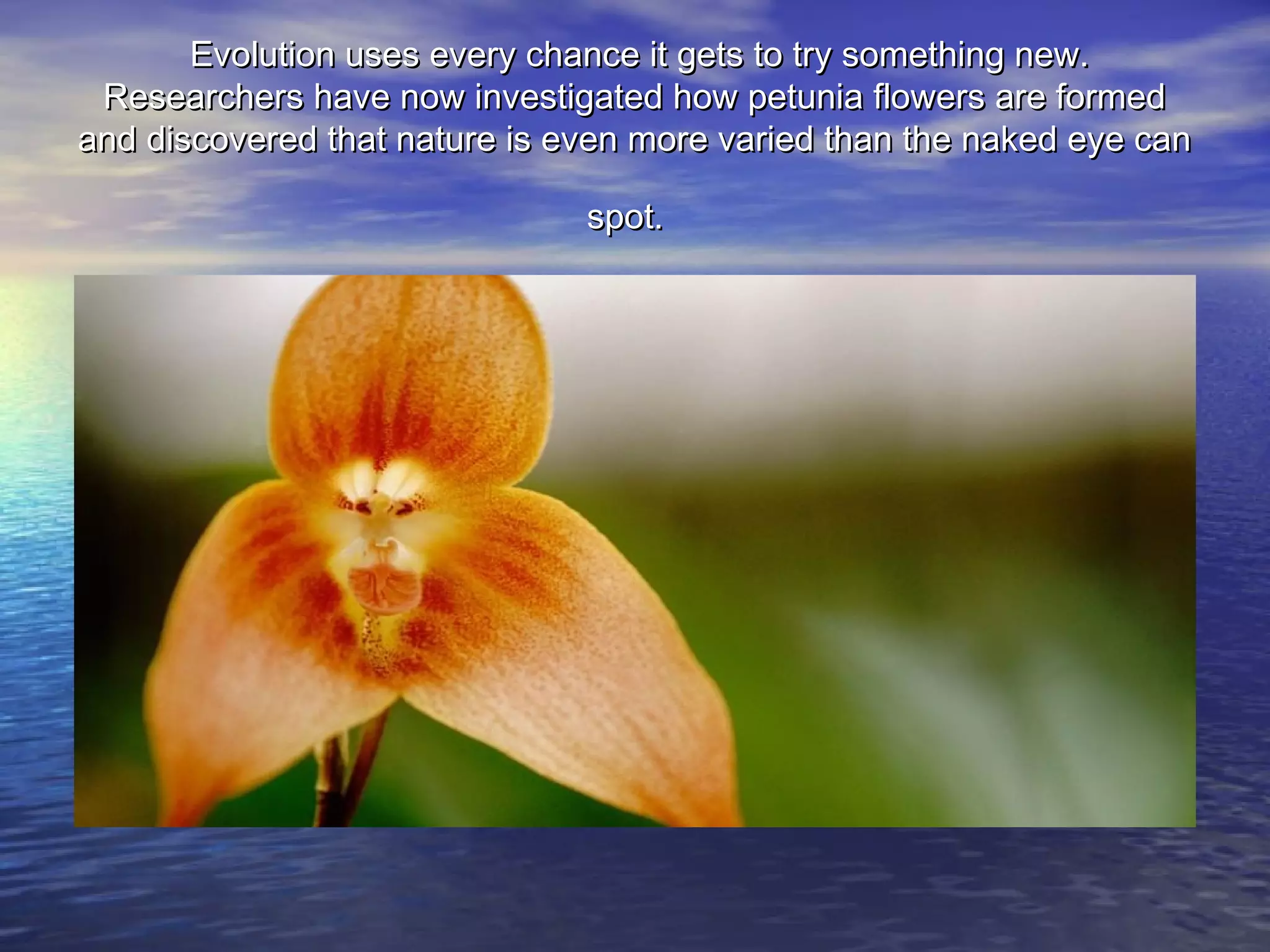 Flower presentations | PPT