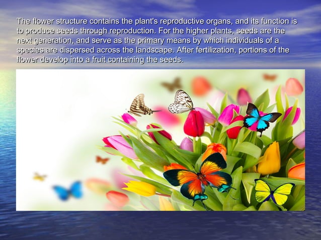 Flower presentations | PPT
