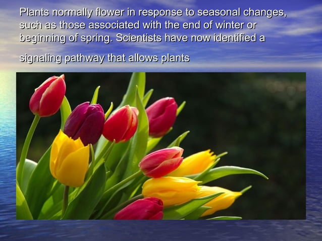 Flower presentations | PPT