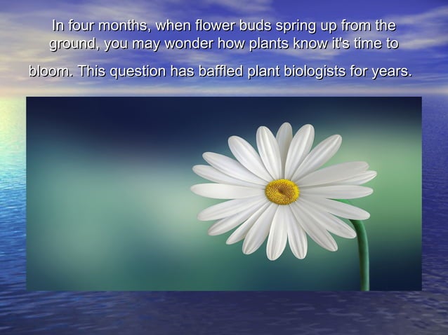 Flower presentations | PPT