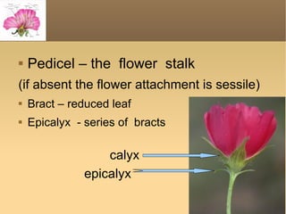 Flowers | PPT