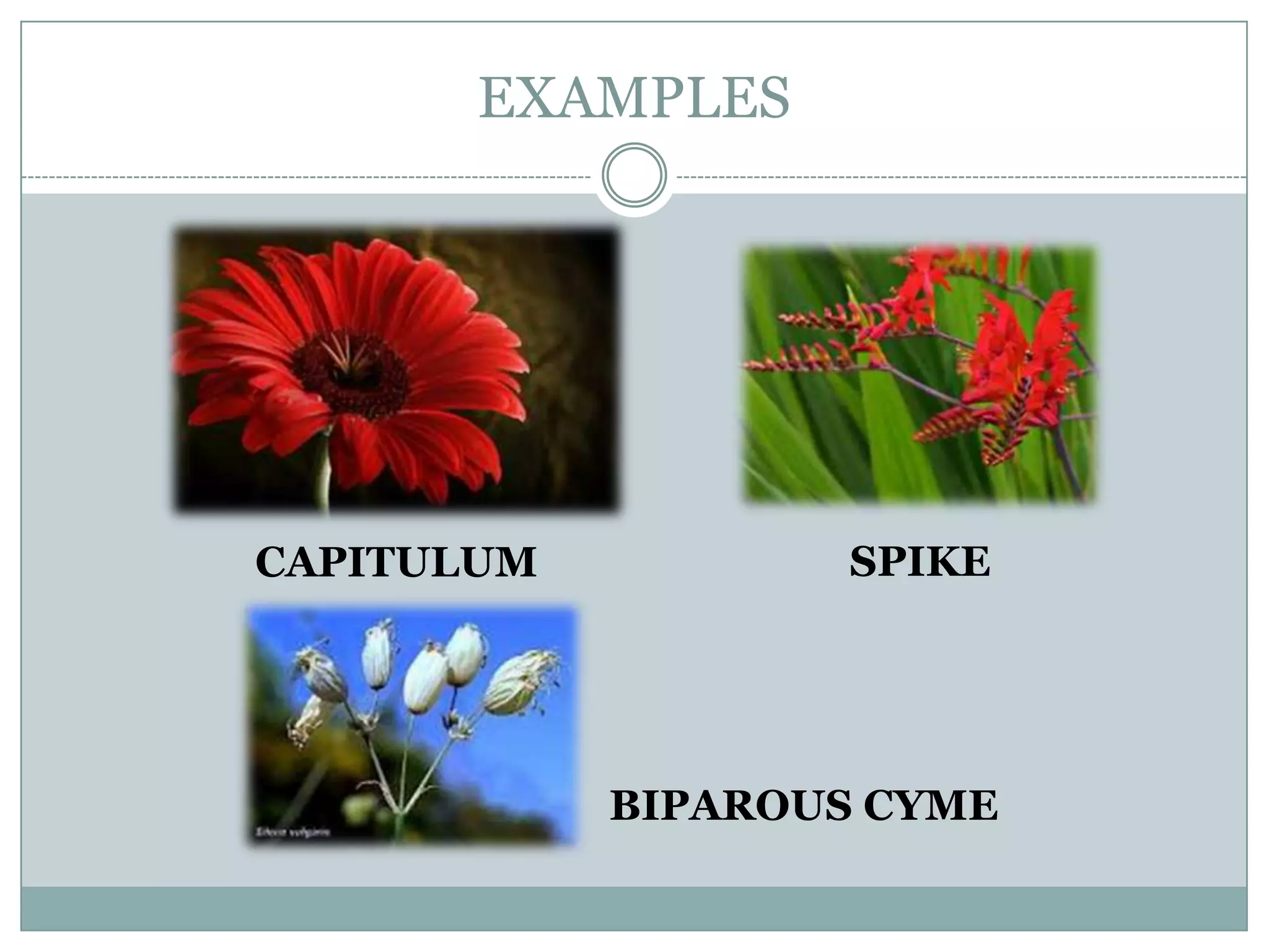 Flowers | PPTX