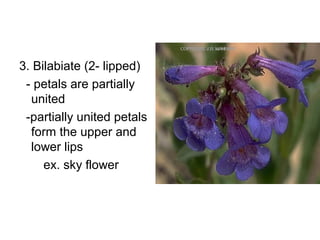 Flowers | PPT