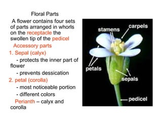 Flowers | PPT