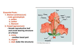 Flowers | PPT