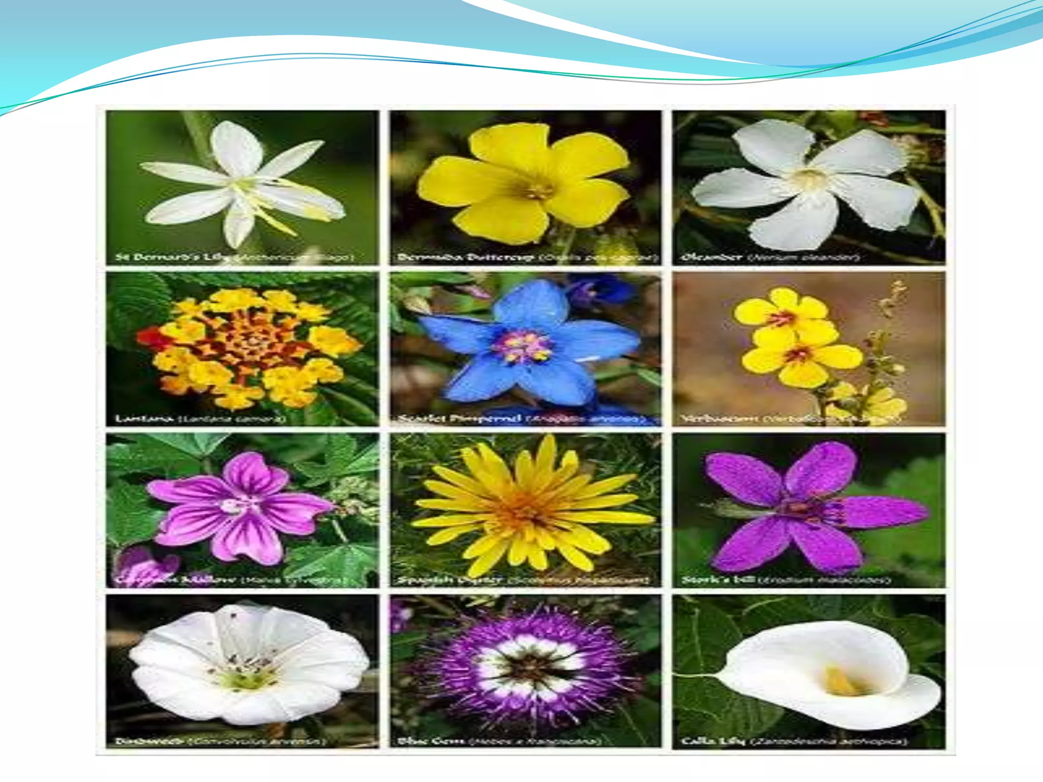 Flowers PPT by Aditya Sharma | PPTX