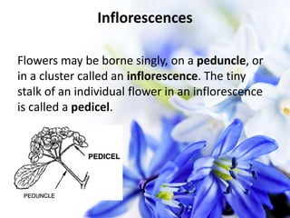 Flowers | PPTX | Gardening | Home & Garden