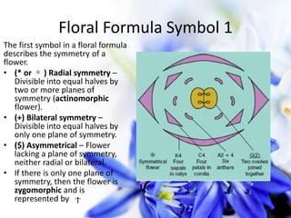 Flowers | PPT