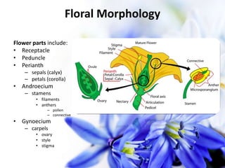 Flowers | PPTX | Gardening | Home & Garden