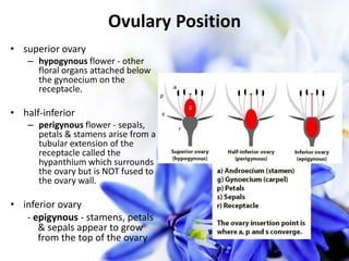 Flowers | PPTX | Gardening | Home & Garden