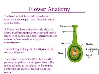 Flowers | PPT