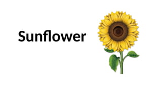 Names of Flowers English Vocabulary For Kids | PPTX