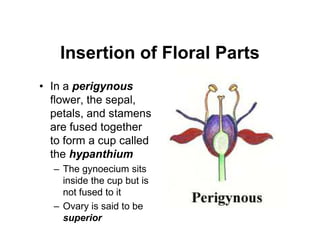 Morphology of Flower Morphology of Flower | PDF