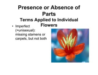 Morphology of Flower Morphology of Flower | PDF
