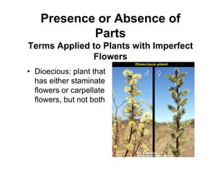 Morphology of Flower Morphology of Flower | PDF