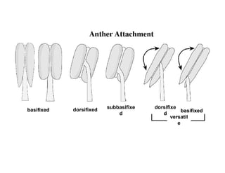 Morphology of Flower Morphology of Flower | PDF