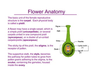 Morphology of Flower Morphology of Flower | PDF