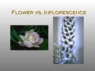 Flowers And Fruit | PPT