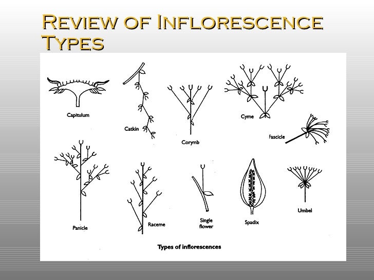 Inflorescence Types