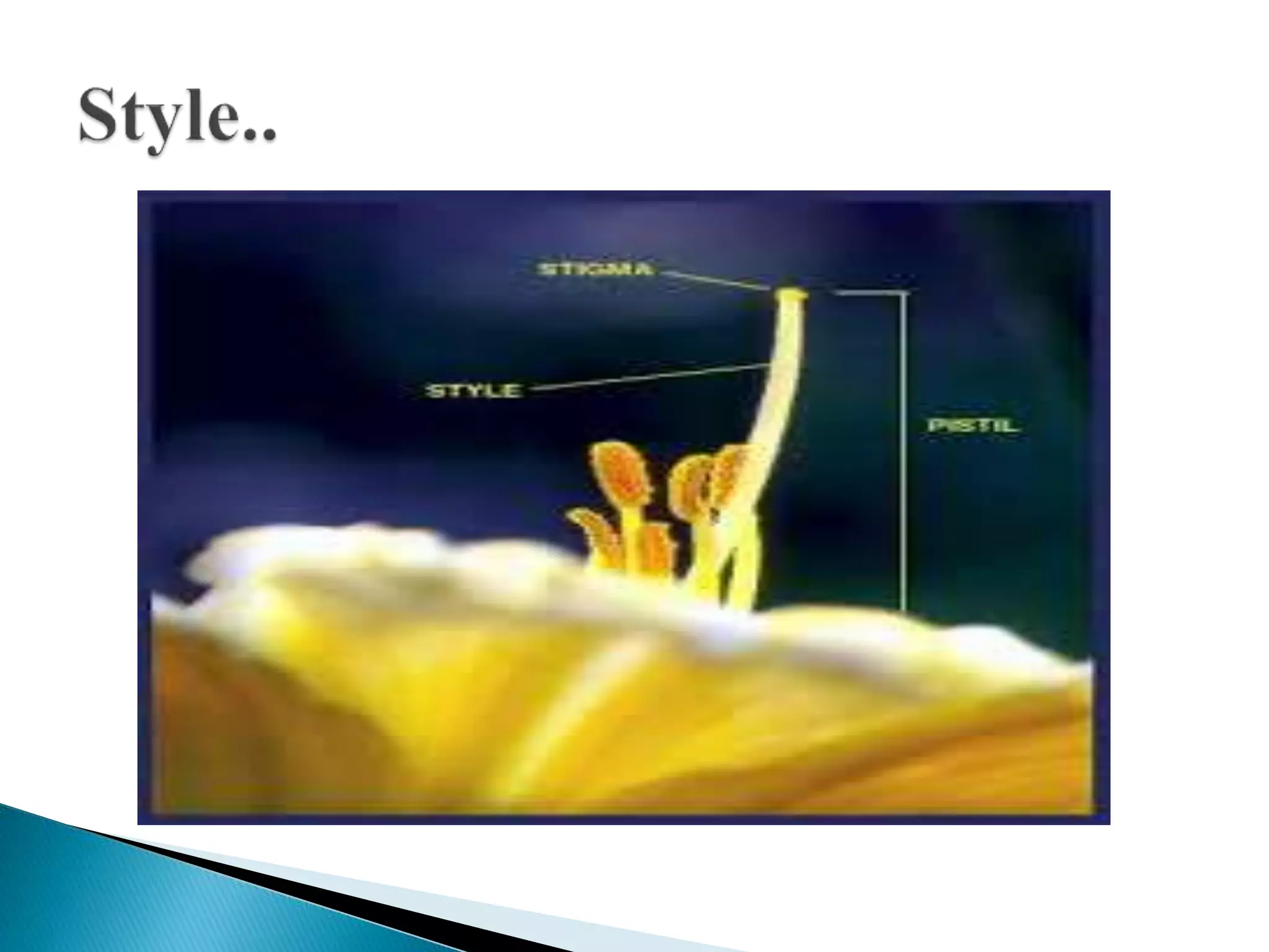 Flowers: Parts and Functions | PPTX