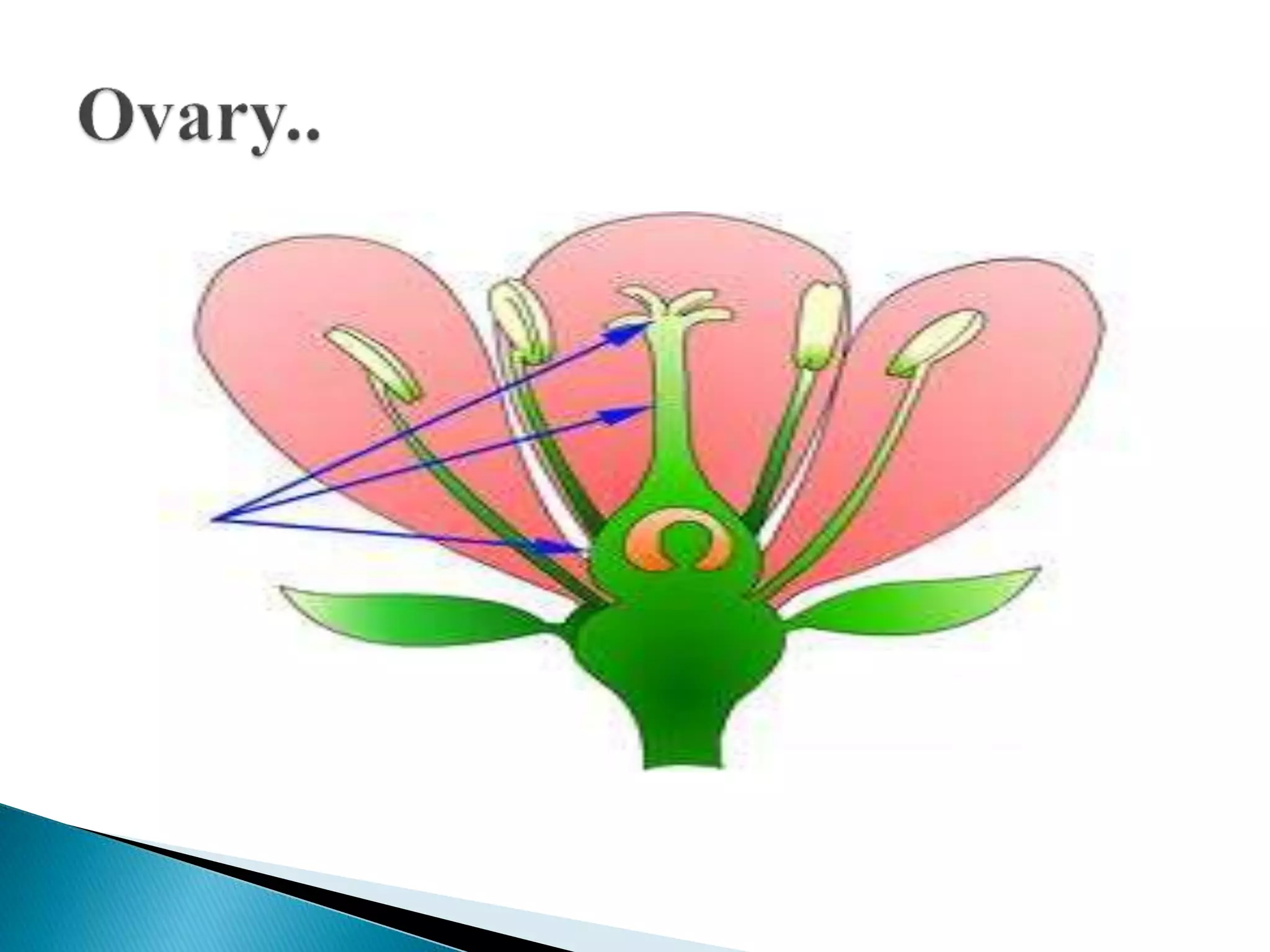 Flowers: Parts and Functions | PPTX