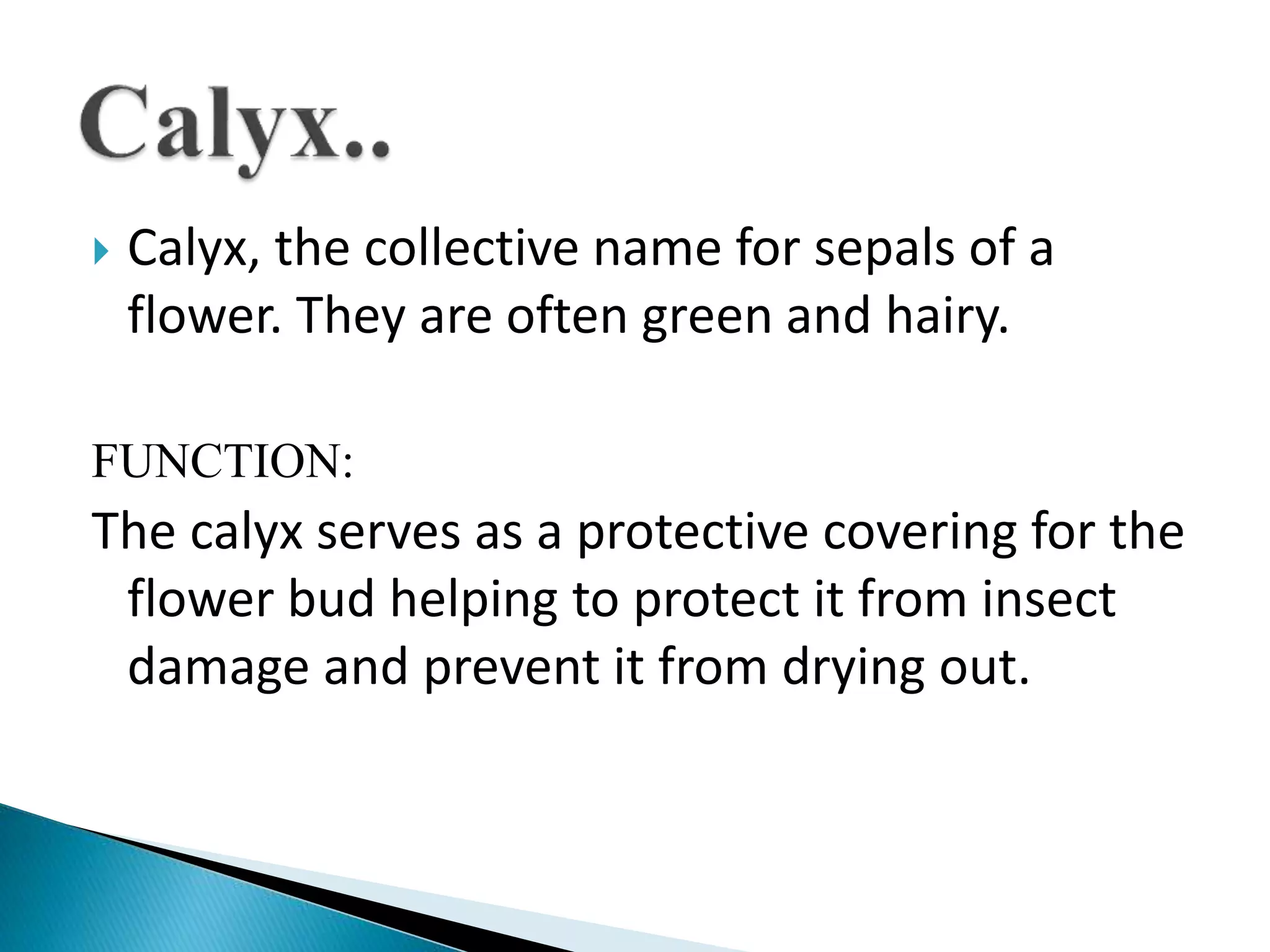 Flowers: Parts and Functions | PPTX