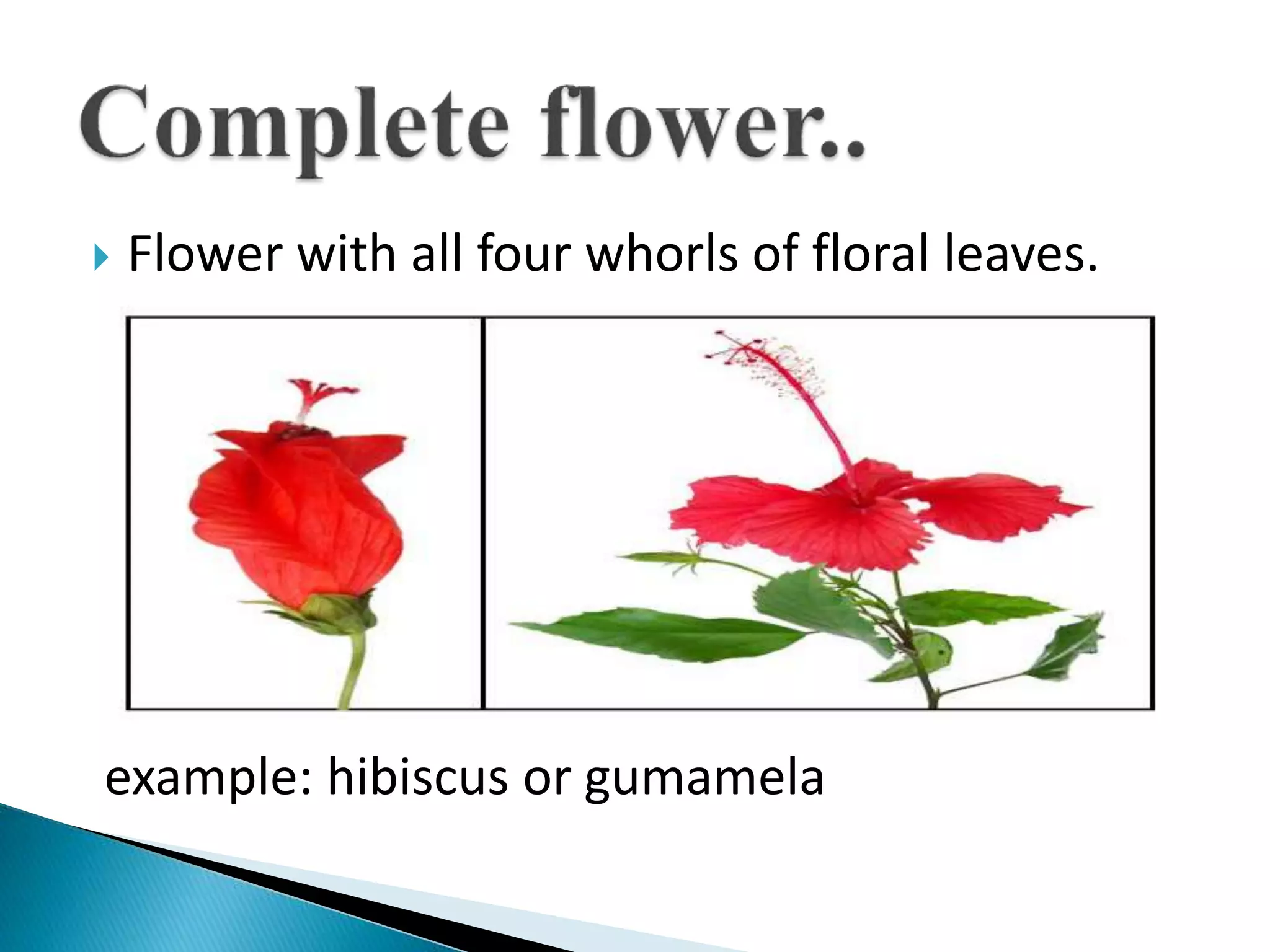 Flowers: Parts and Functions | PPTX