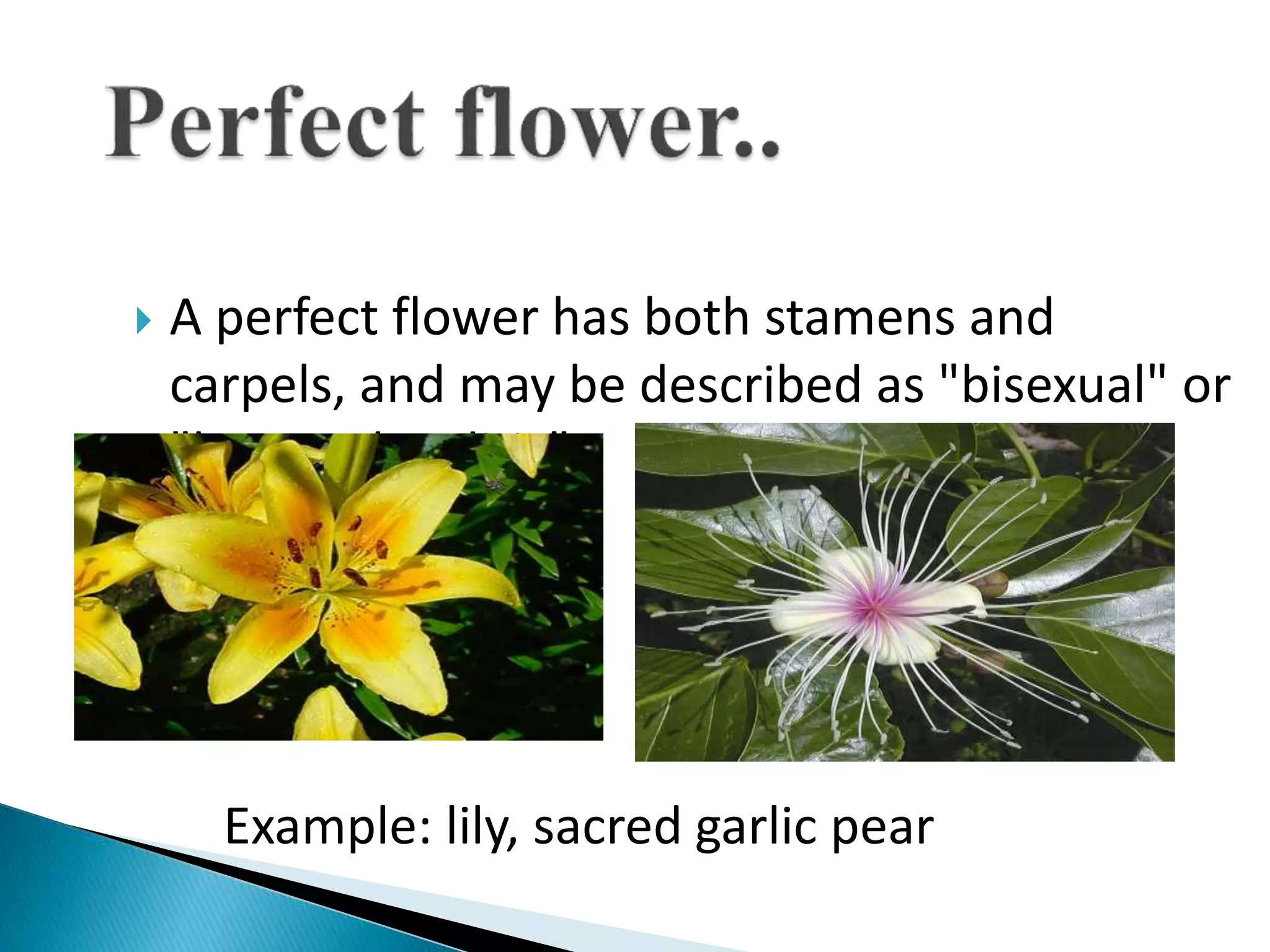 Flowers: Parts and Functions | PPTX