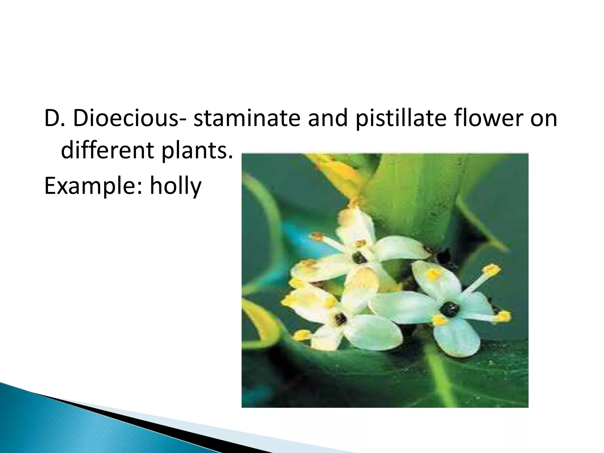 Flowers: Parts and Functions | PPTX