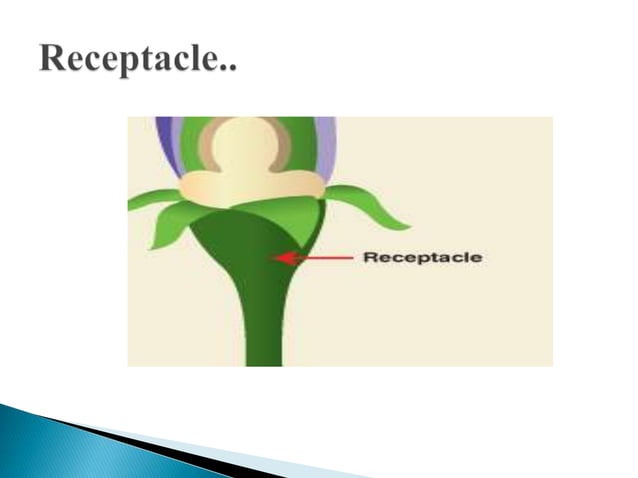 Flowers: Parts and Functions | PPTX | Infertility | Reproductive Health