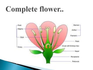 Flowers: Parts and Functions | PPTX