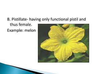 Flowers: Parts and Functions | PPTX