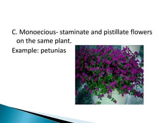 Flowers: Parts and Functions | PPTX