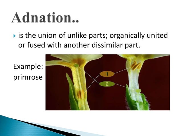 Flowers: Parts and Functions | PPTX | Infertility | Reproductive Health