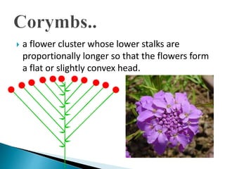 Flowers: Parts and Functions | PPTX