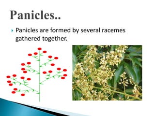 Flowers: Parts and Functions | PPTX