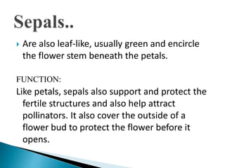 Flower Sepal Function