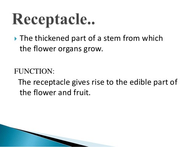 Receptacle Of A Flower