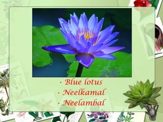 Flowers and their names | PPTX