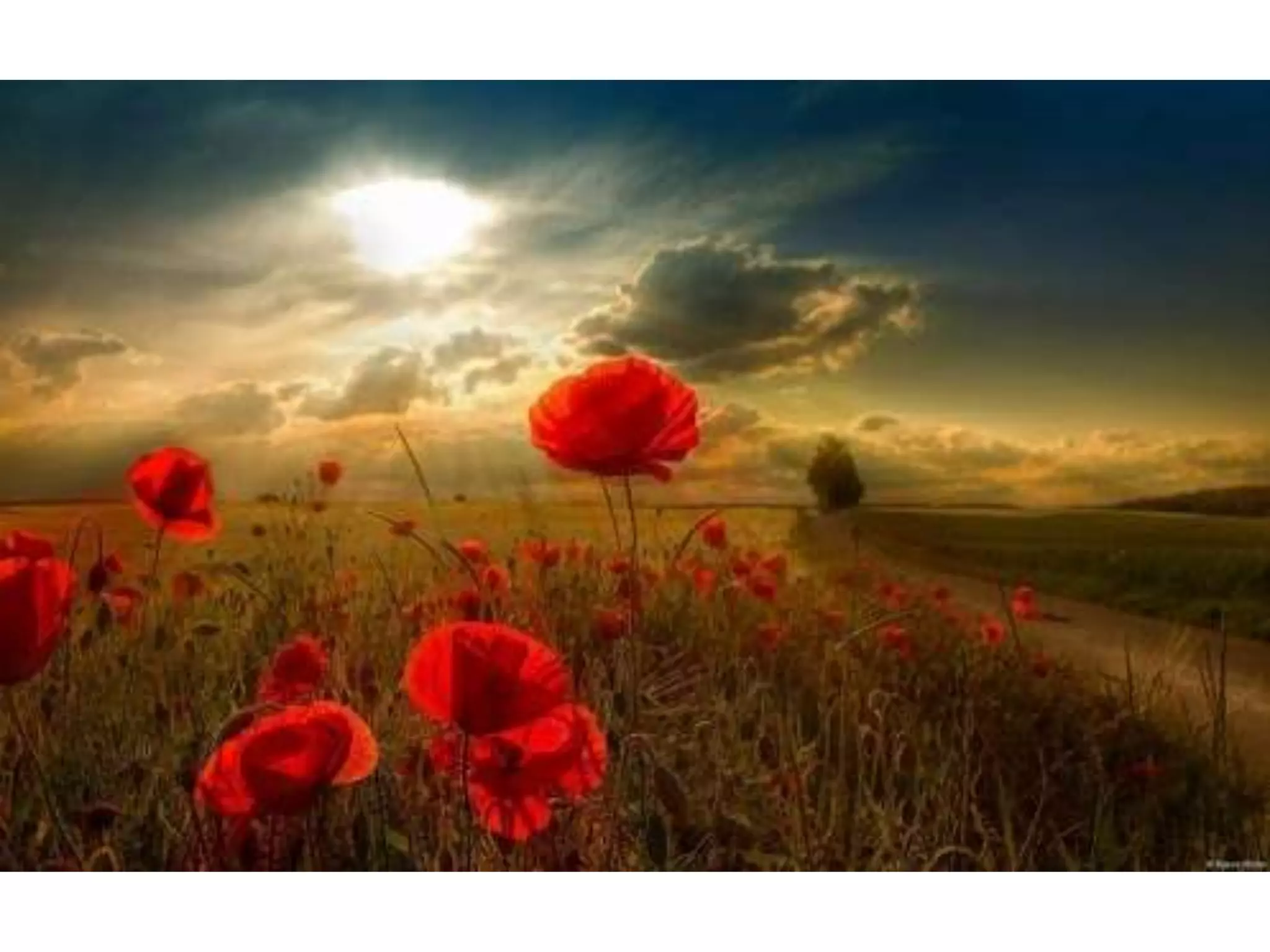 Flowers -Beauty of Nature | PPTX
